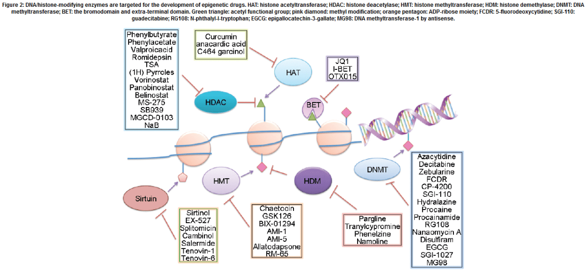 Restoration of a “normal” epigenetic landscape | Surface Your Real Self