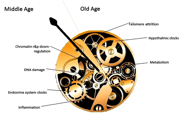 An environmental signaling paradigm of aging | Surface Your Real Self