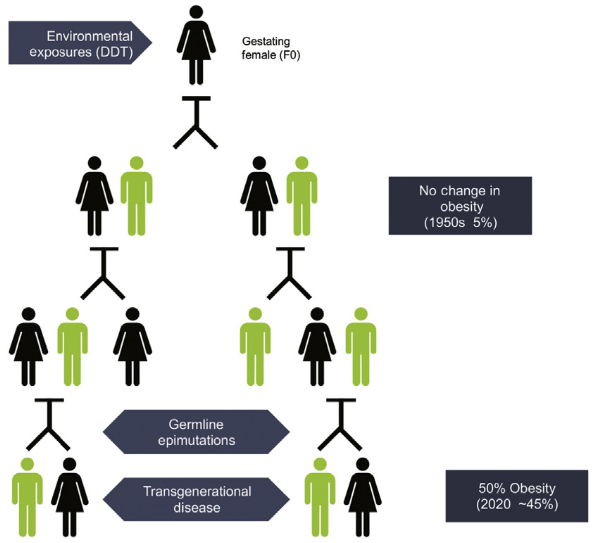 A compelling review of epigenetic transgenerational inheritance ...