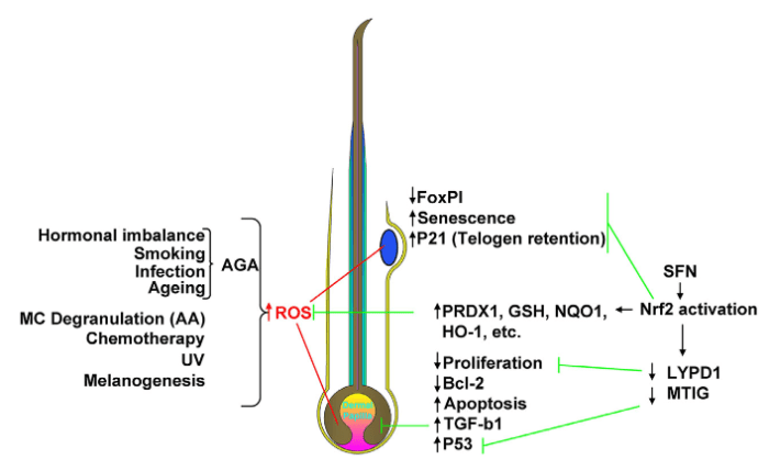 Eat broccoli sprouts for your hair! | Surface Your Real Self