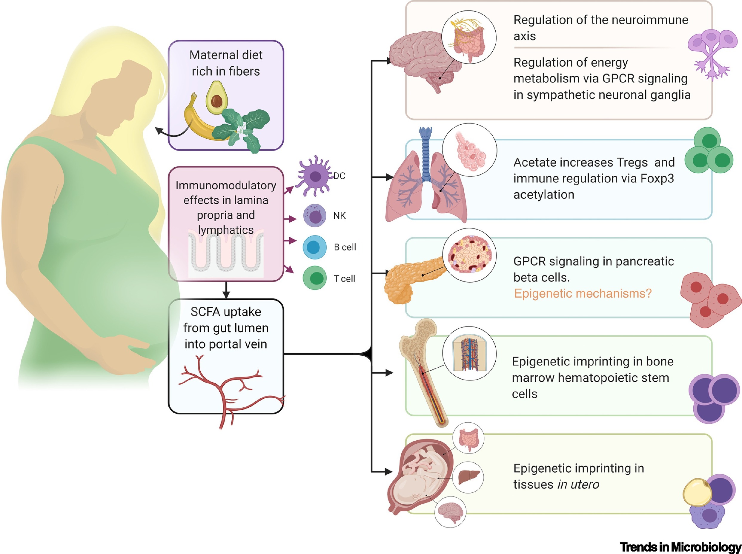 Benefits of eating fermentable fiber | Surface Your Real Self