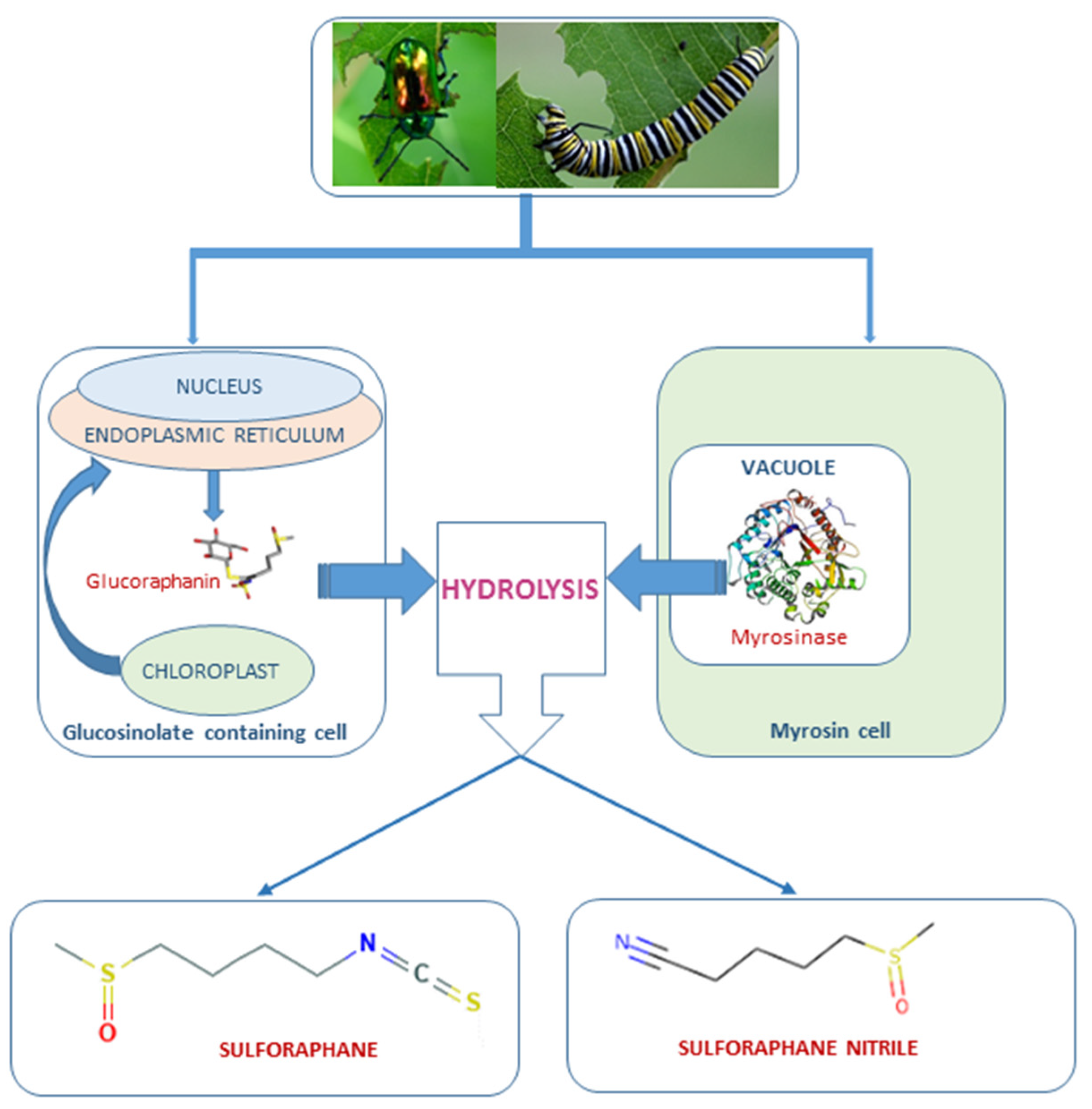 Broccoli sprouts’ immune effects | Surface Your Real Self