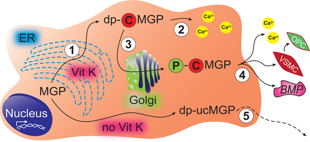 An outstanding review of Vitamin K deficiency and disease | Surface ...