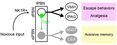 The brainstem’s parabrachial nucleus | Surface Your Real Self