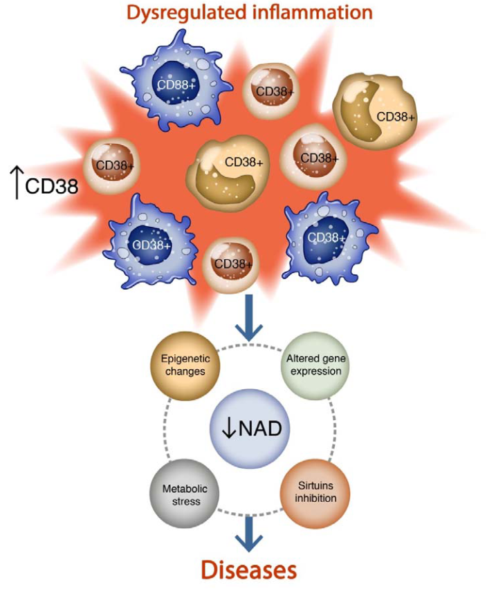 CD38 and balance | Surface Your Real Self
