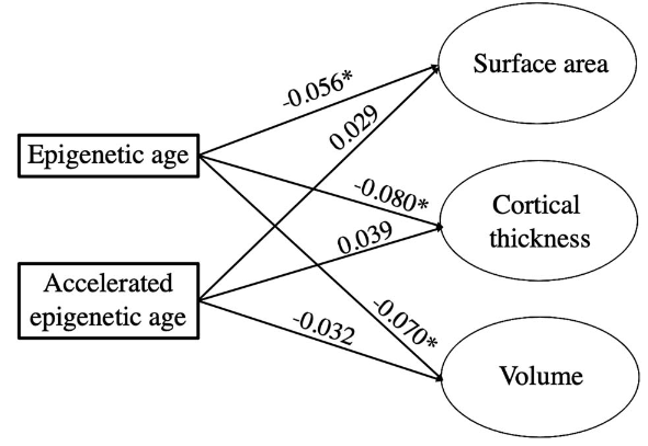 Brain changes | Surface Your Real Self