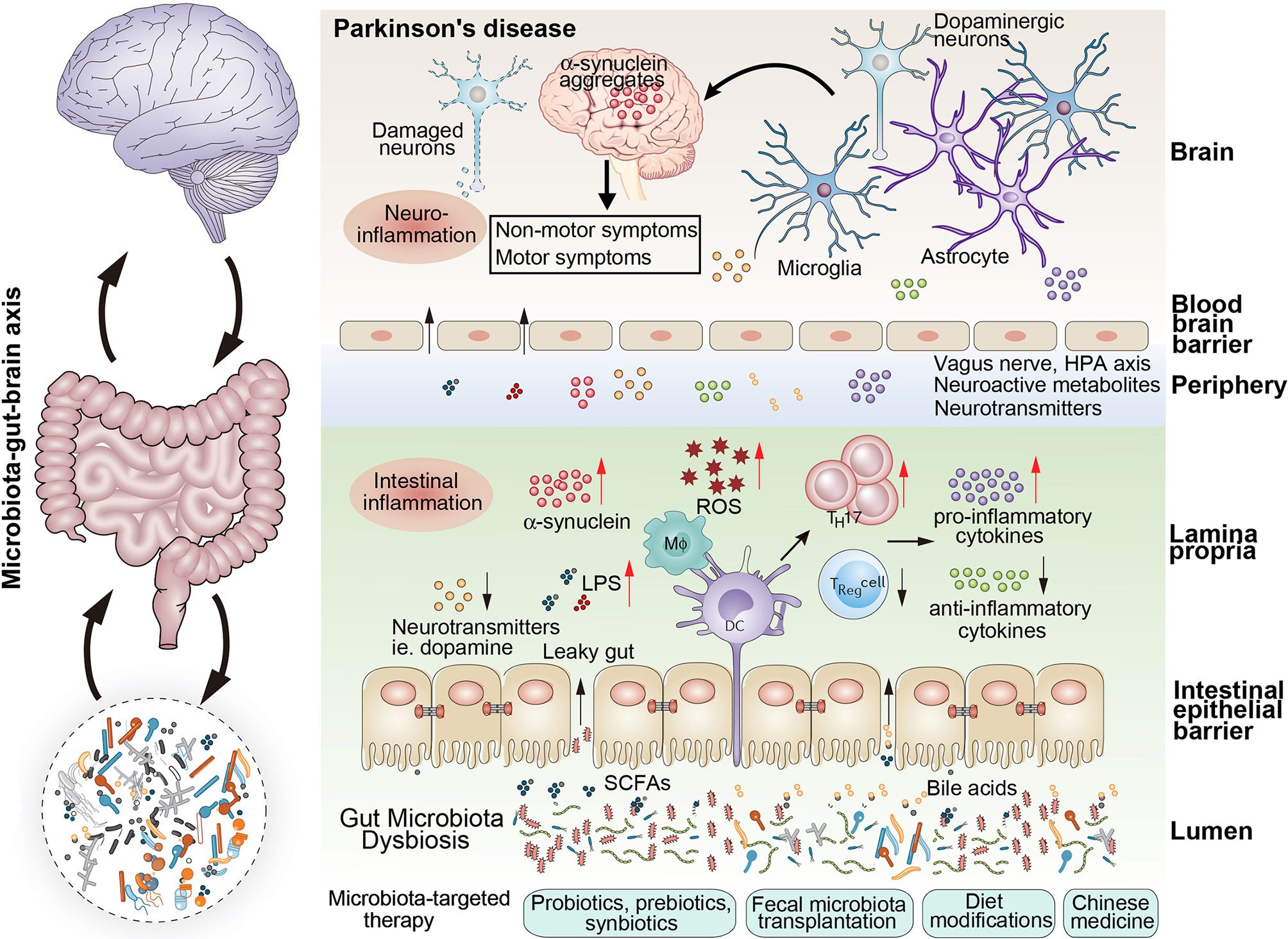 Gut microbiota therapy | Surface Your Real Self