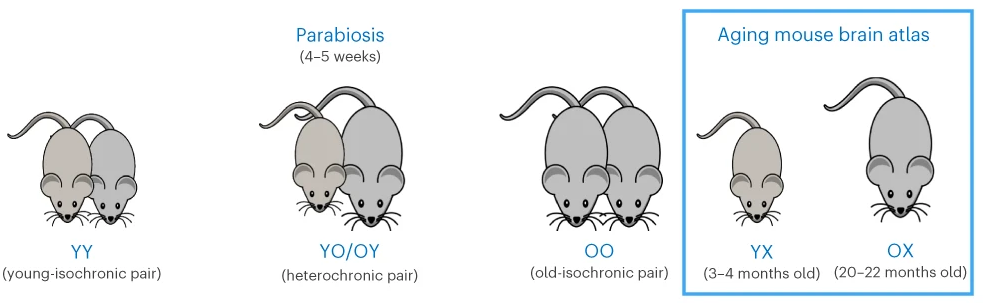 Brain endothelial cells | Surface Your Real Self