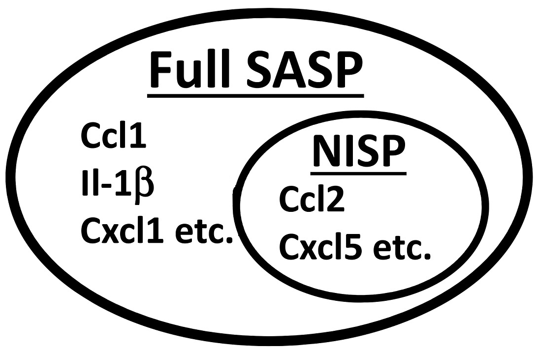 Nrf2 and senescence, Part 1 | Surface Your Real Self