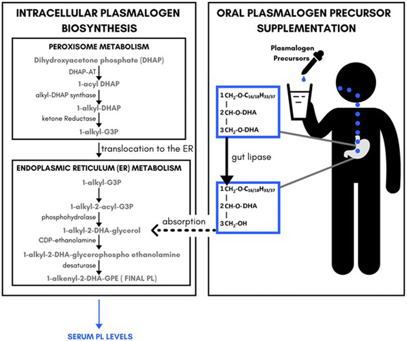 Plasmalogens, Part 3 | Surface Your Real Self